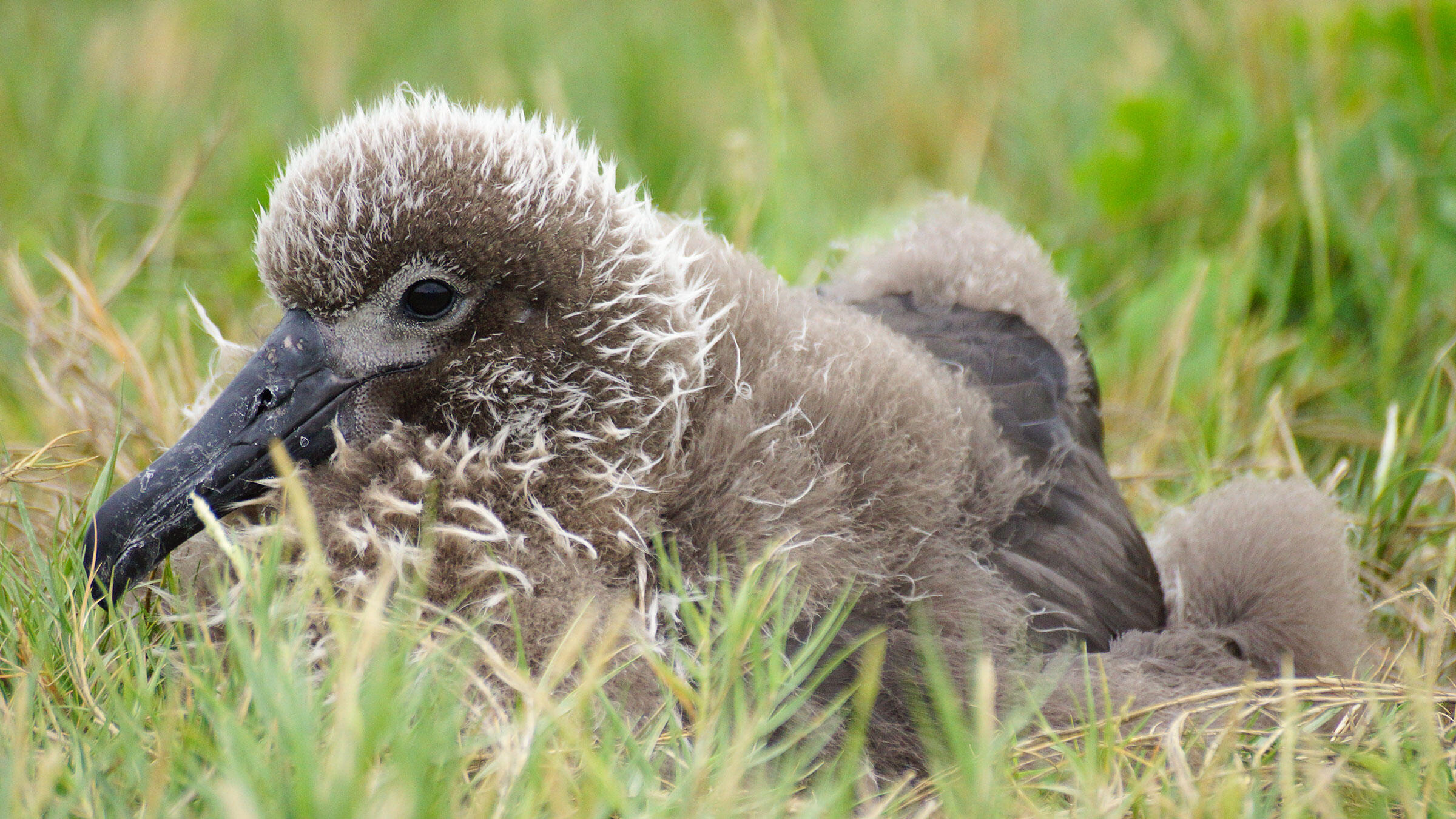 Meet Nine, a Fledgling Albatross That Could One Day Help Save Her ...