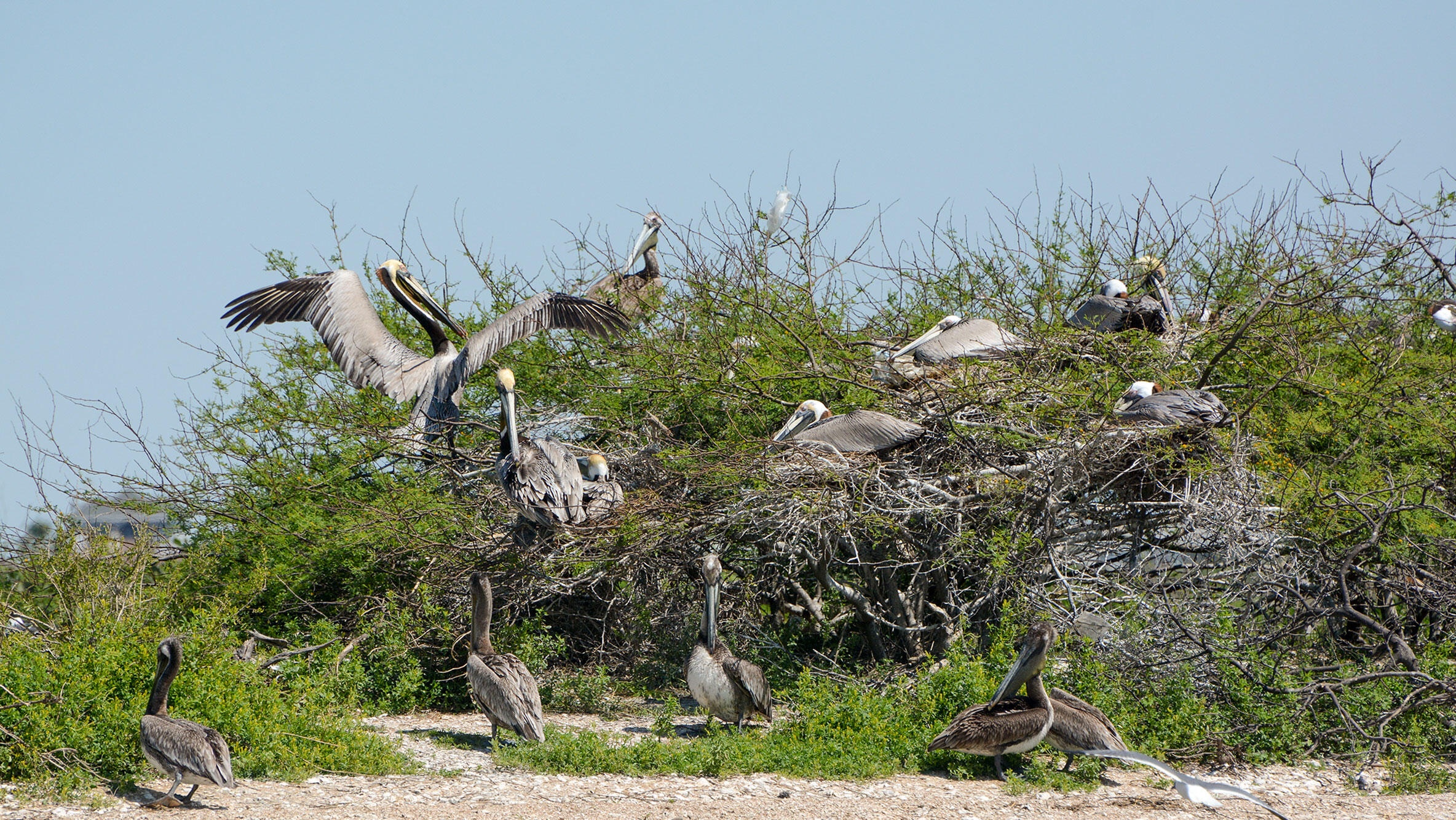 Scenes From the Texas Coast, Where Nesting Birds Abound | Audubon