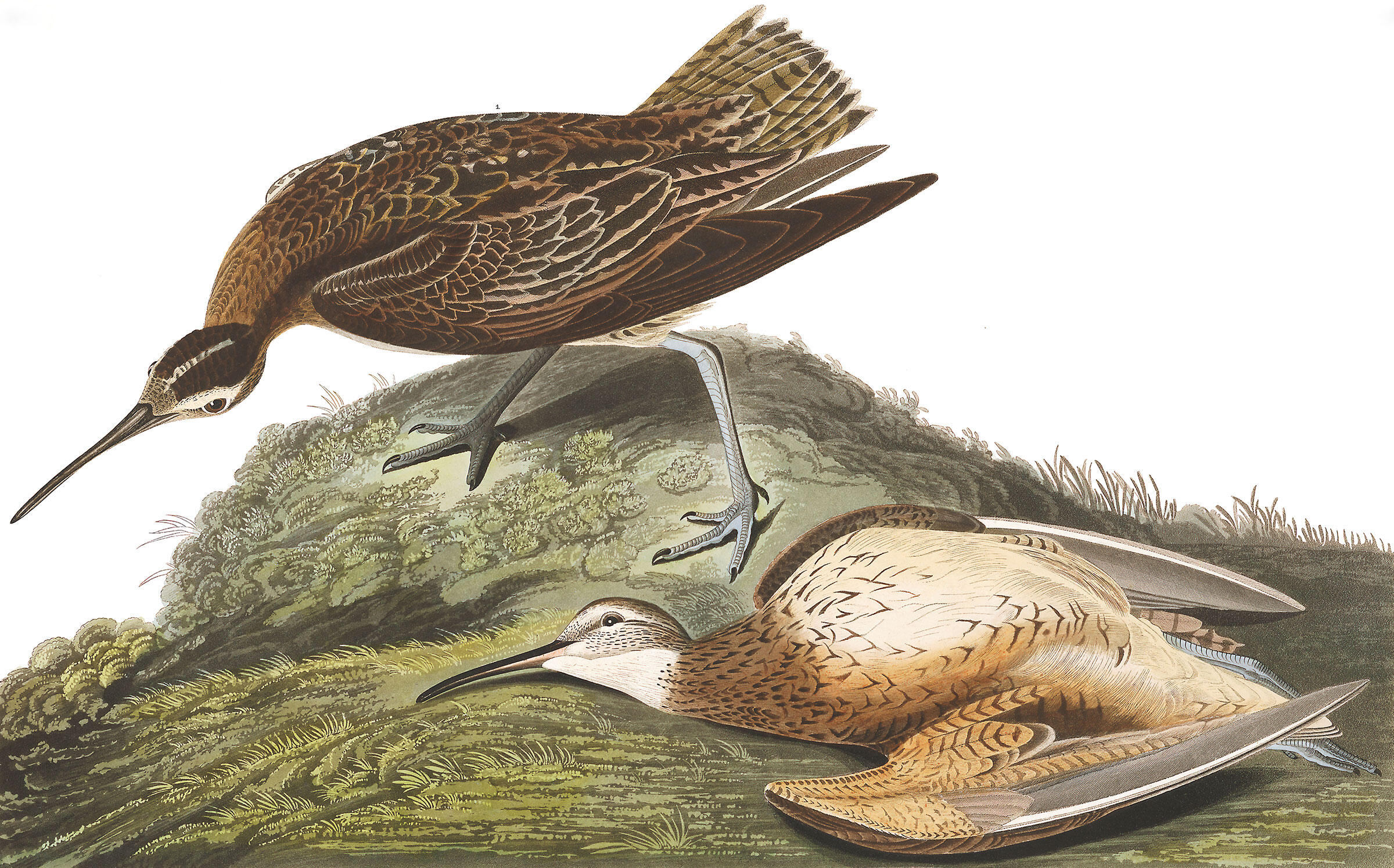 The Eskimo Curlew Hasn't Been Seen in 55 Years. Is It Time to Declare ...