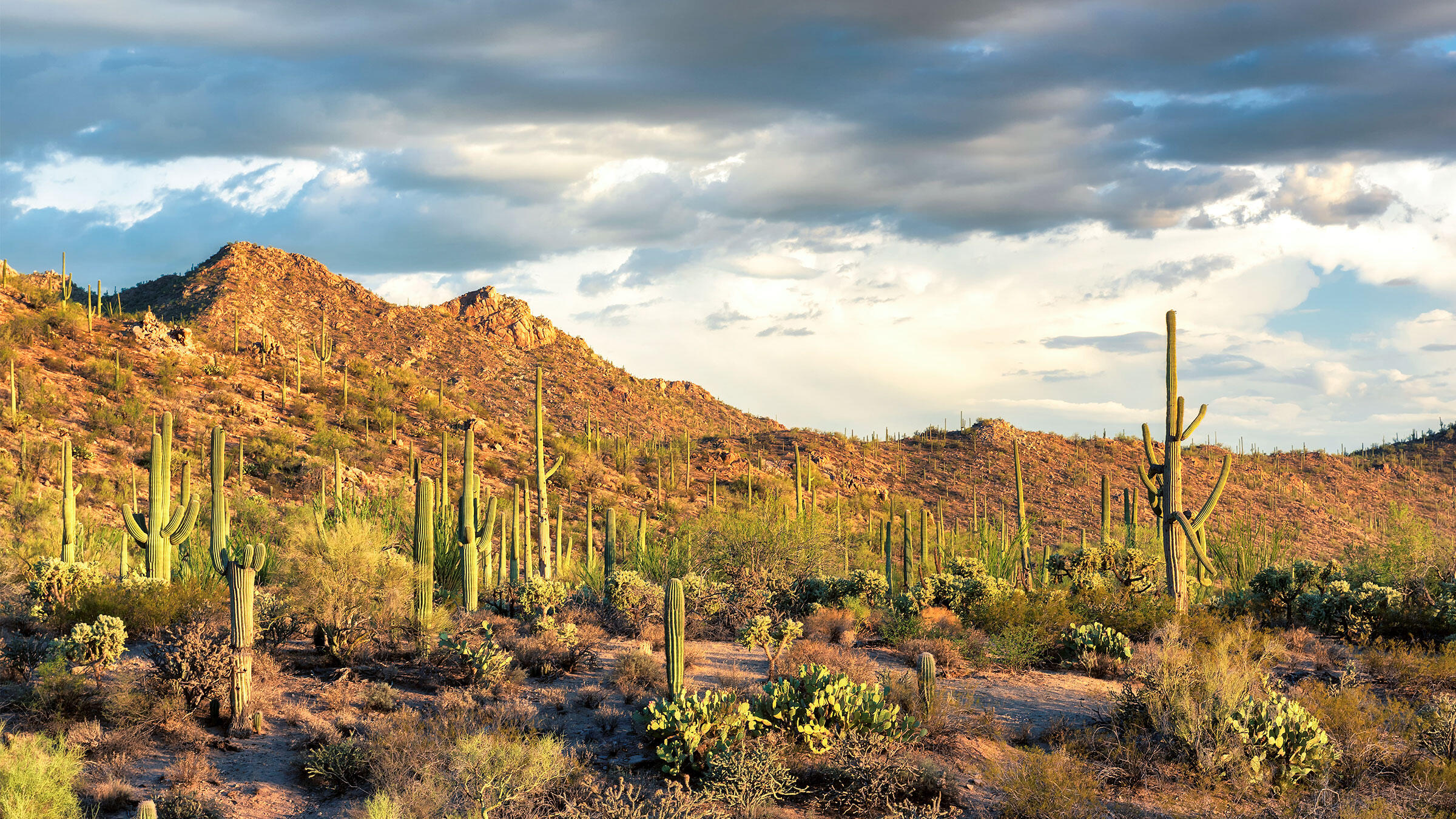 Saguaro National Park | Audubon