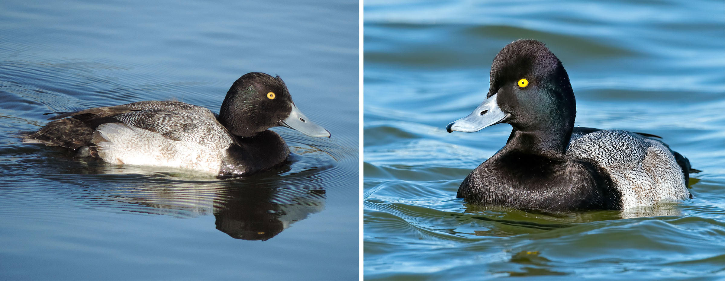 What Are The Differences Between Greater And Lesser Scaup Audubon What Are The Differences Between Greater And Lesser Scaup Audubon