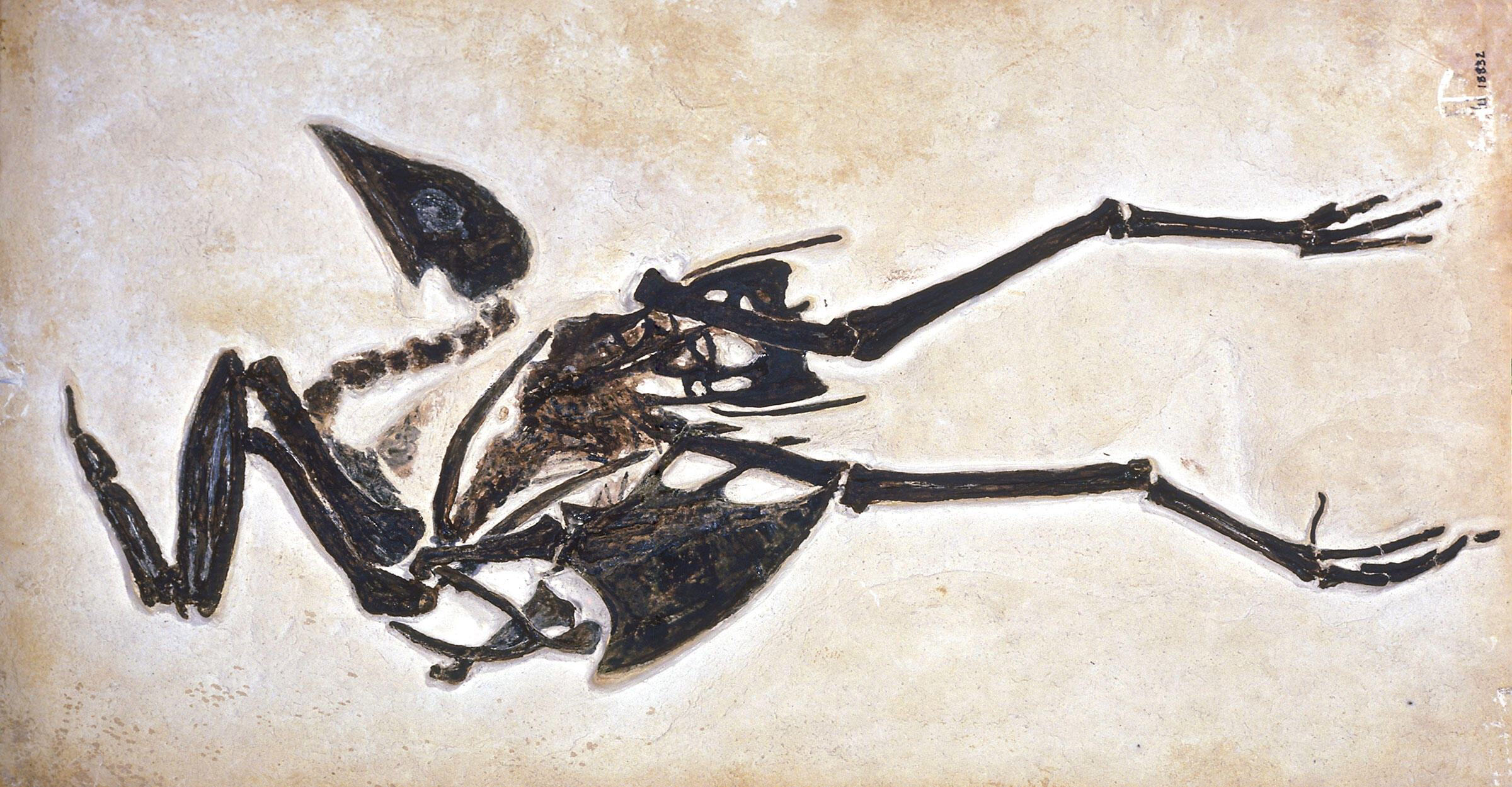 Paleontology and Private Fossil Collecting Can Be at Odds in the Hills ...