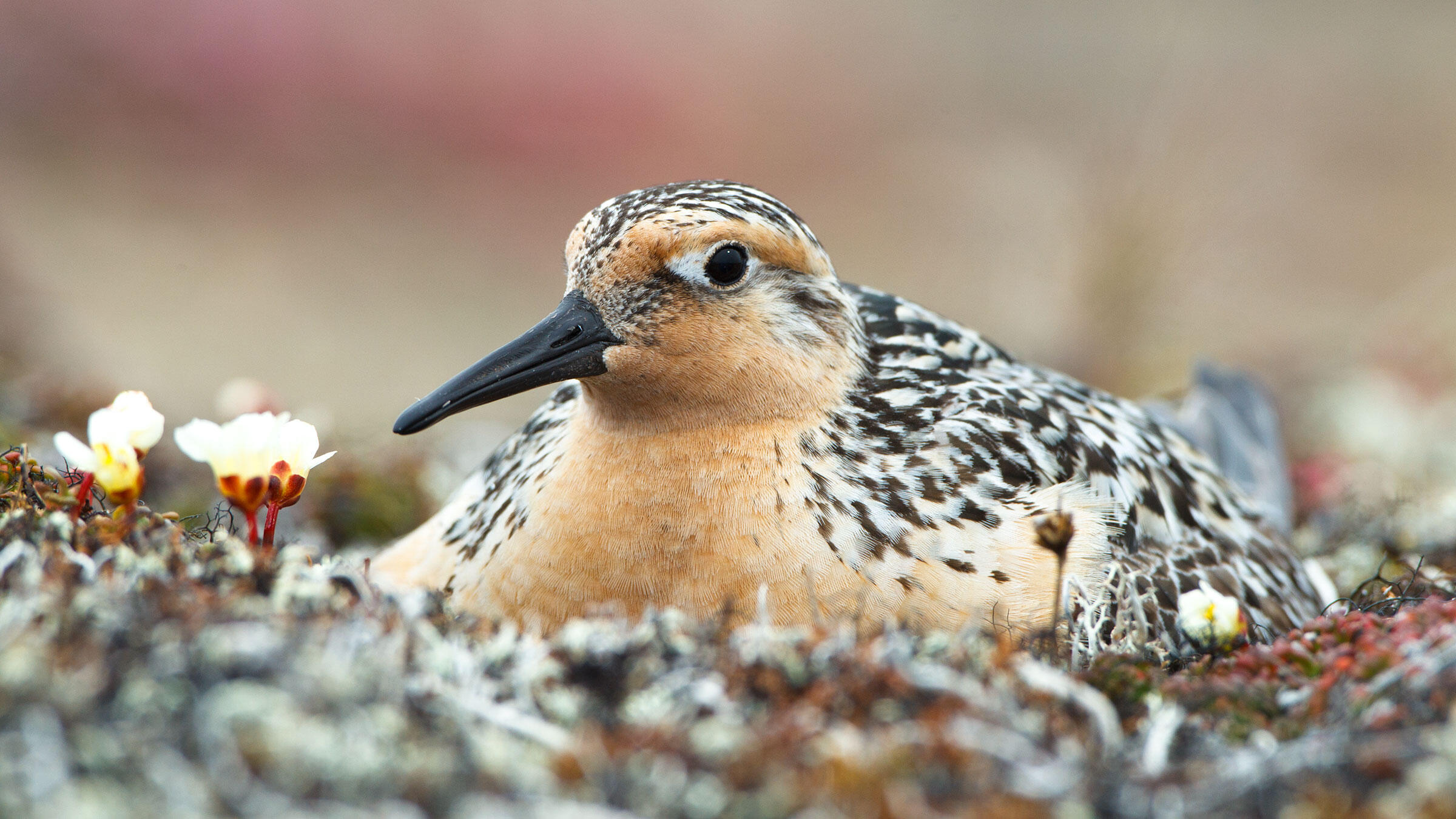 The Arctic Is Shrinking, and so Are Its Birds | Audubon