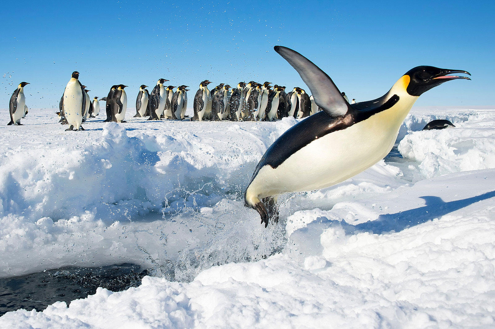 10 Cool Reasons To Celebrate Penguins | Audubon