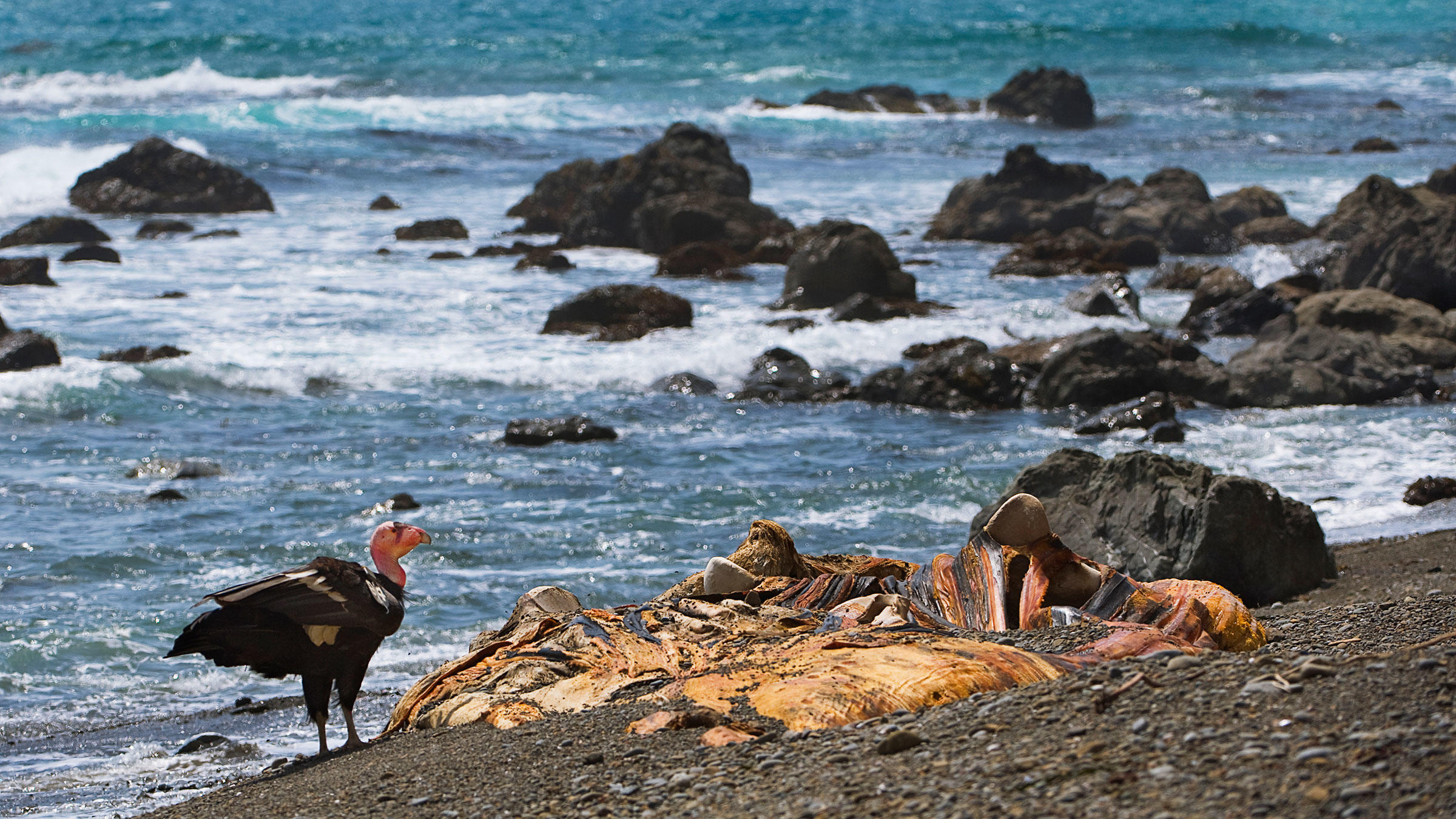 The Surprising Way Marine Mammals Are Poisoning California Condors ...