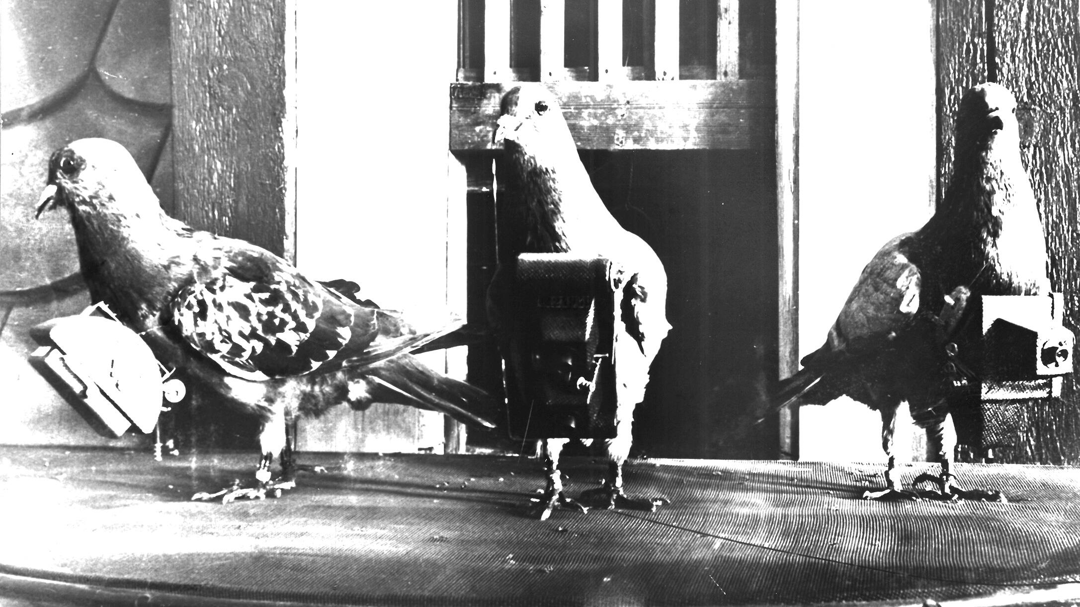 Eyes in the Sky: A Short History of Bird Spies | Audubon