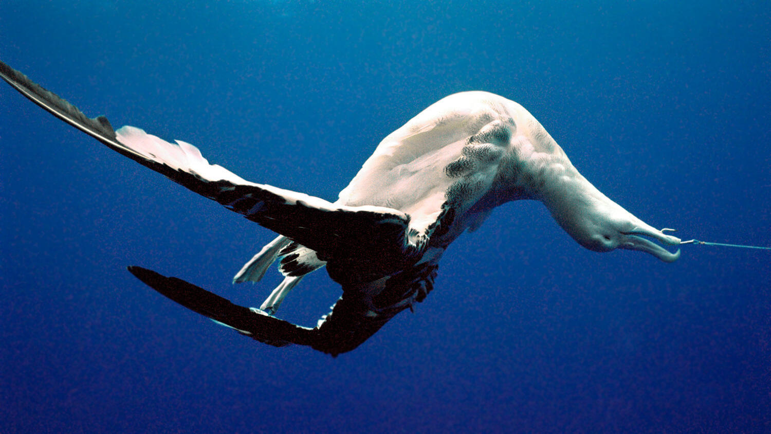 How to Protect Seabirds From Fishing Threats | Audubon