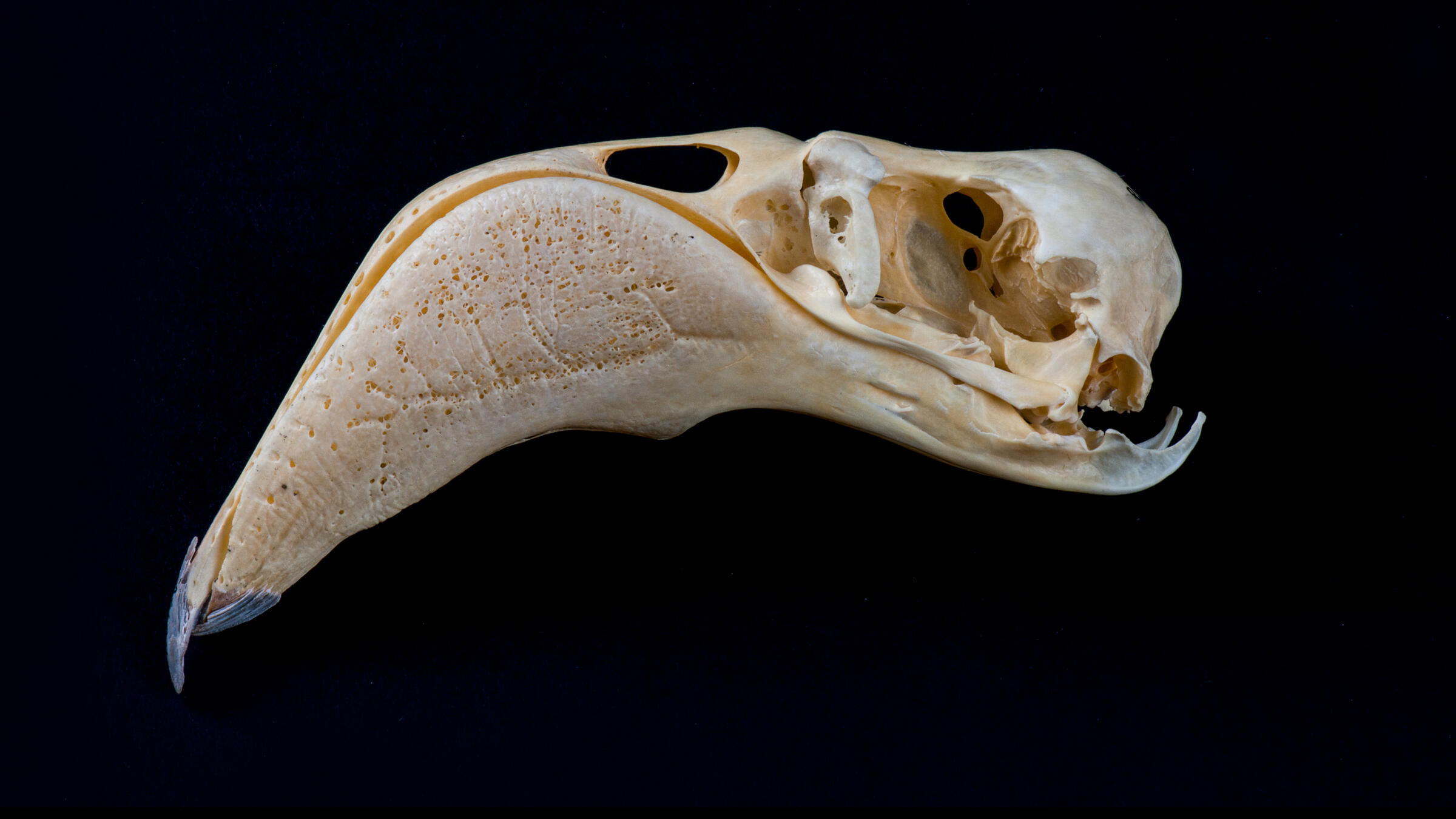 Bird Skull Photography