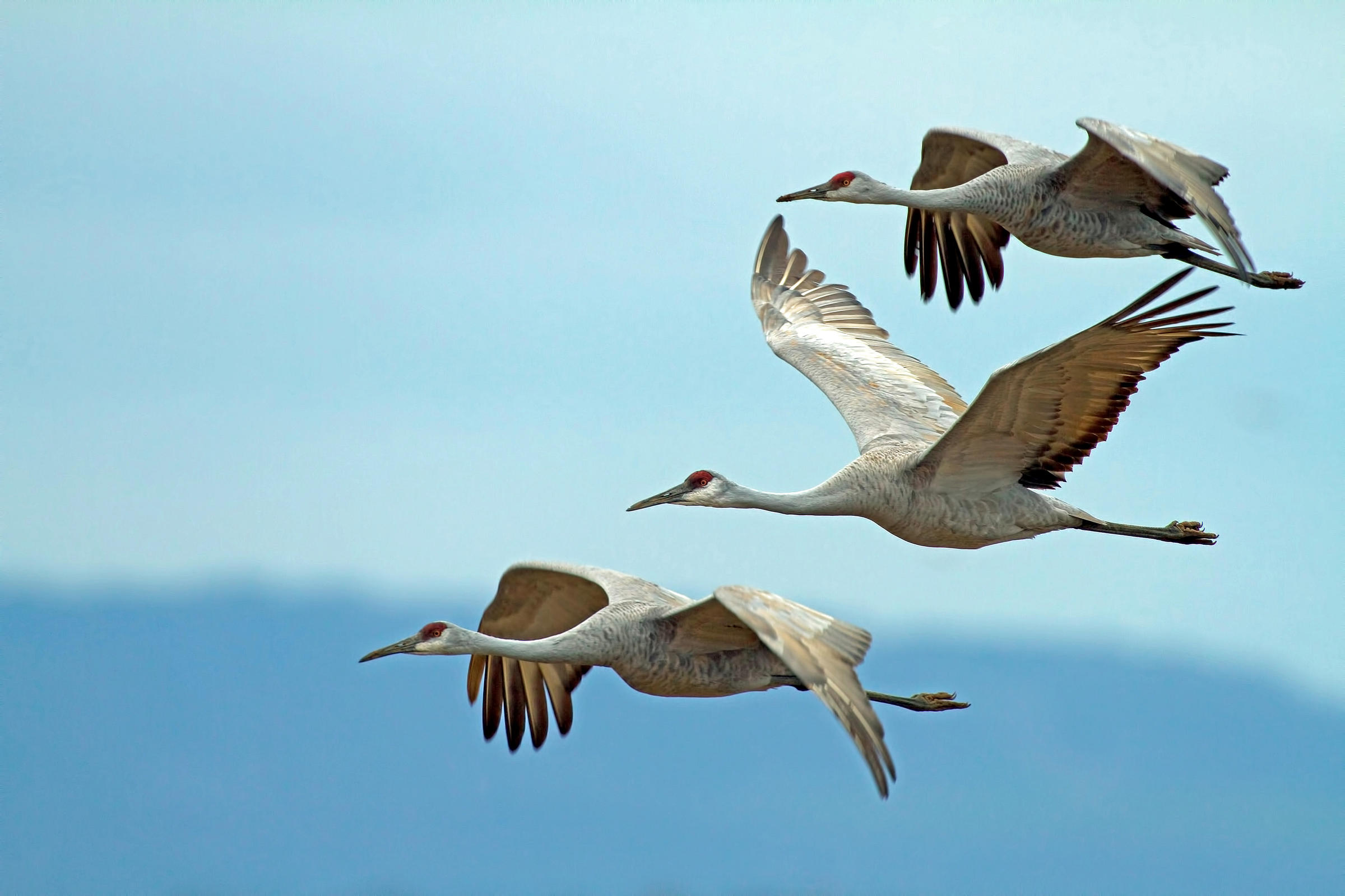 Fall Migration | Audubon