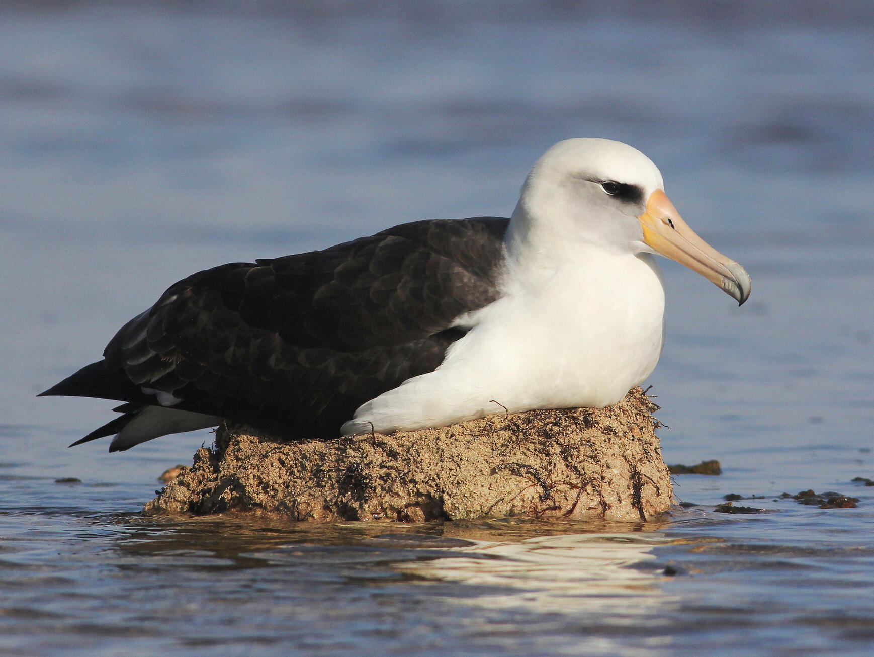 Climate Change May Swallow Albatross’ Nesting Grounds Sooner Than We ...