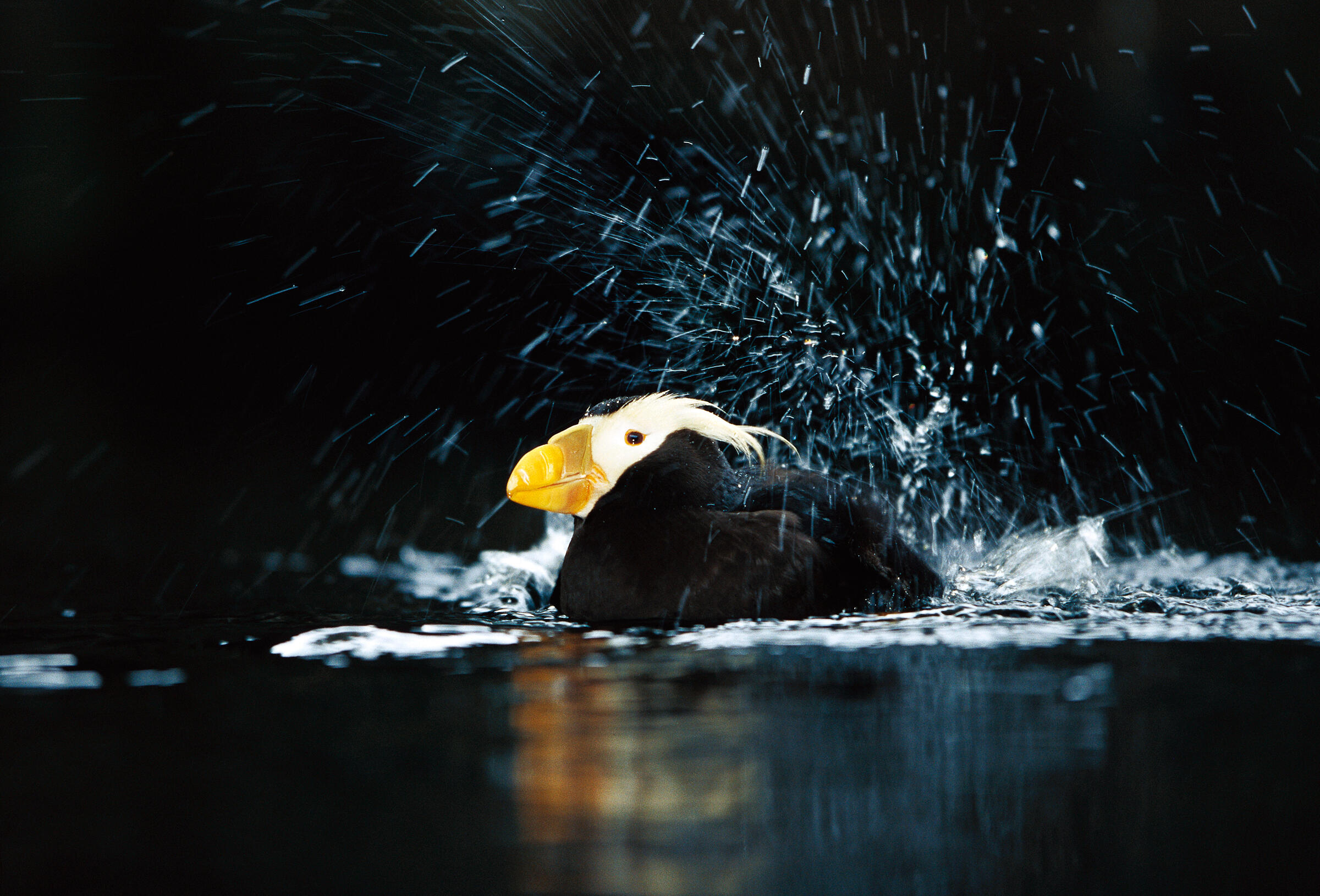 Troubled Times for Tufted Puffins | Audubon