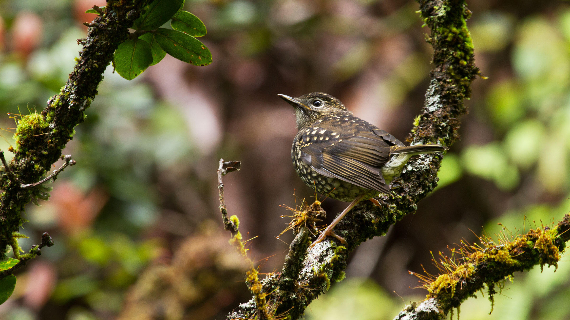 How to Protect Hawaii’s Rarest Birds From Avian Malaria | Audubon