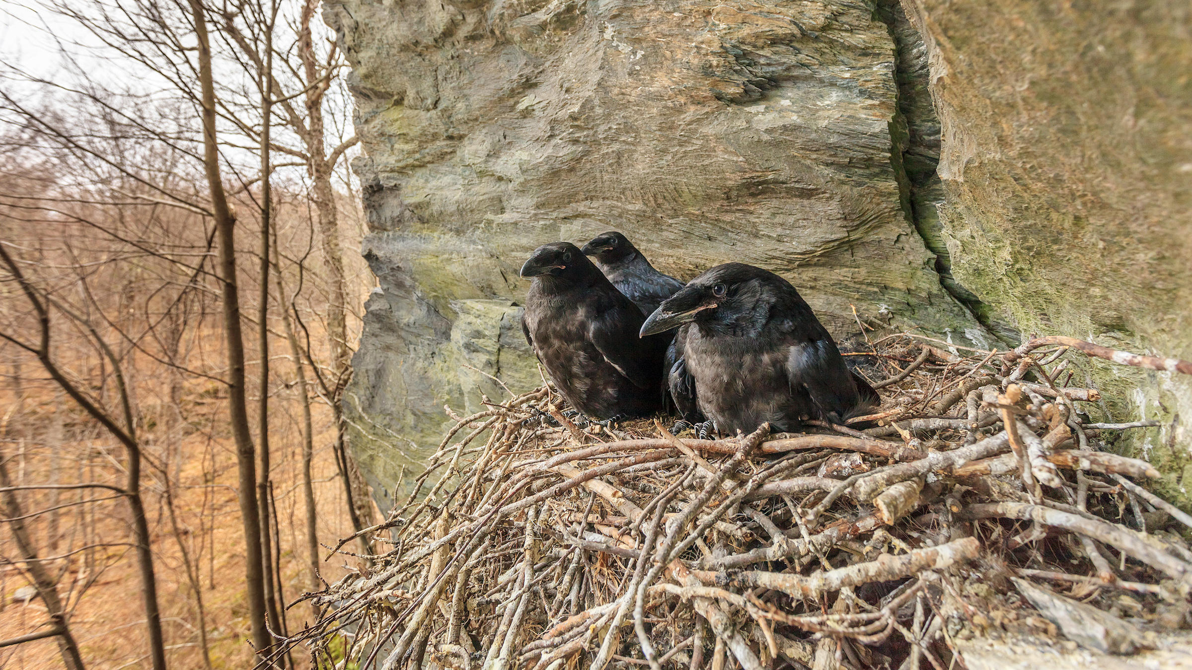Birds Take Center Stage in Nature’s "Animal Homes" | Audubon