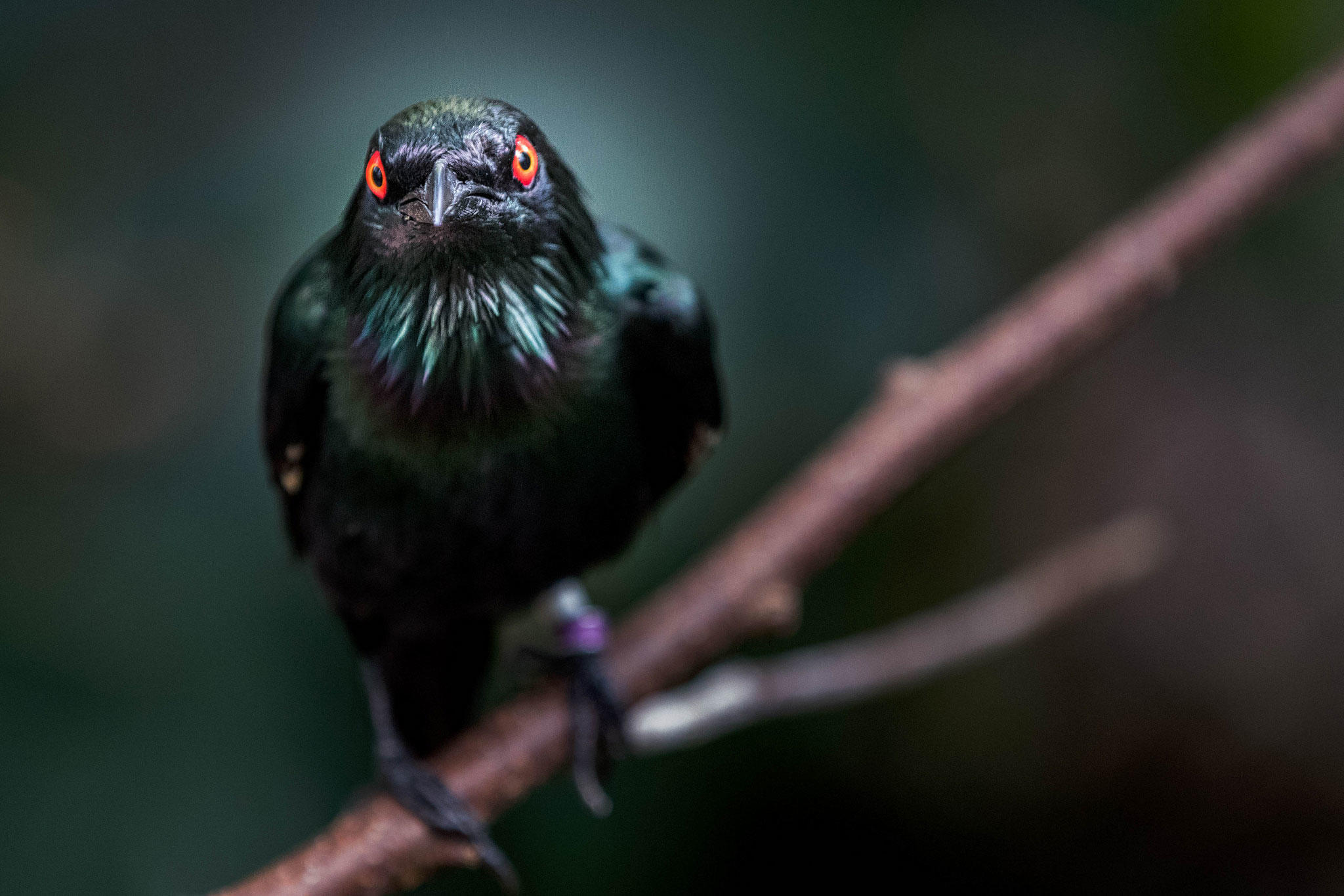 Under Metallic Starling Colonies, Wildlife Gather for Impromptu Feeding ...