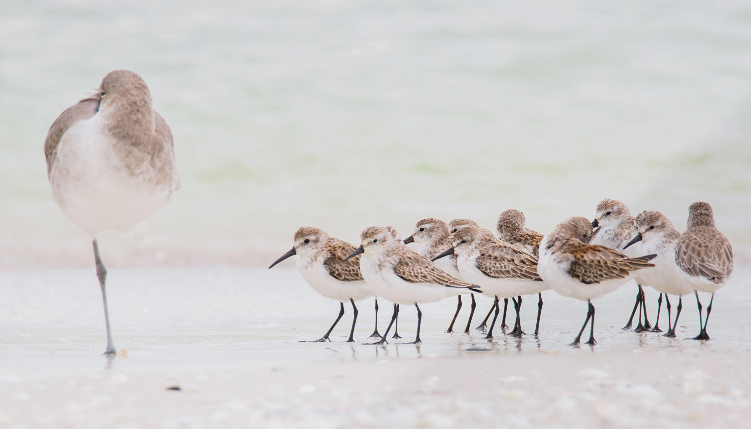 Summer’s Not Over Yet, and Neither Is Shorebird Season | Audubon