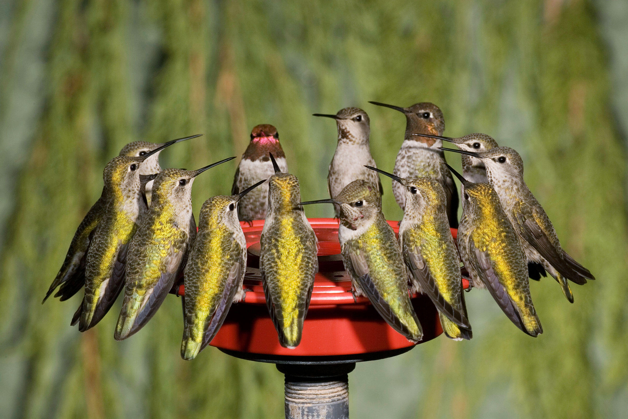 When To Expect Hummingbirds In Your Yard This Spring Audubon When To Expect Hummingbirds In Your Yard This Spring Audubon
