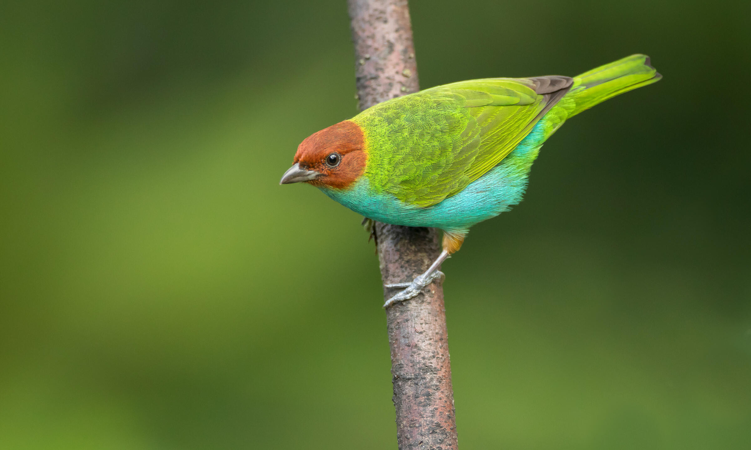 Estrategia Nacional para la Conservacion de las aves | Audubon