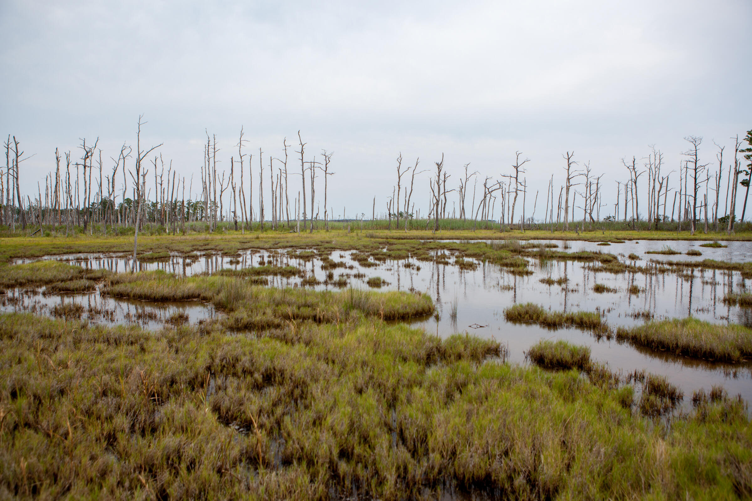 Ghost Forests Could Provide Respite for Marsh Birds as Coastal Habitat ...