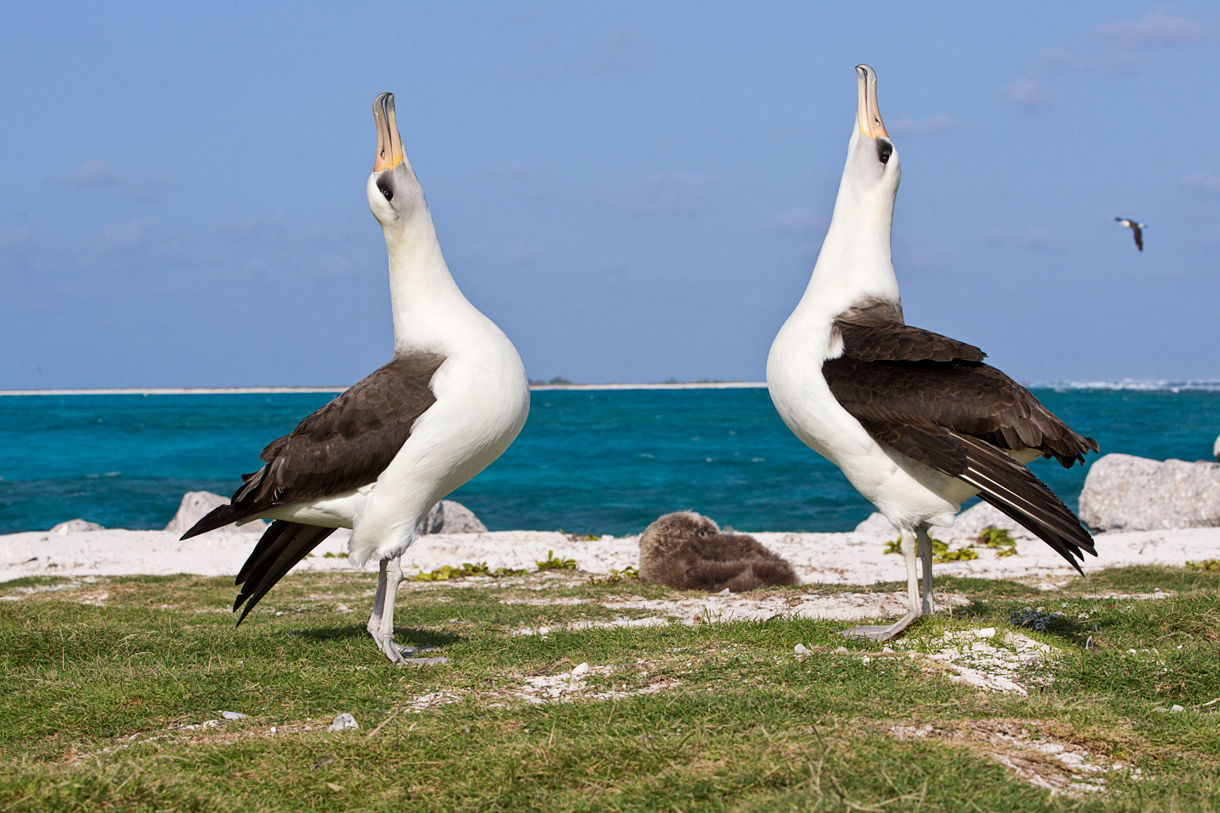 How to Photograph Bird Mating Rituals —Bird Photography| Audubon