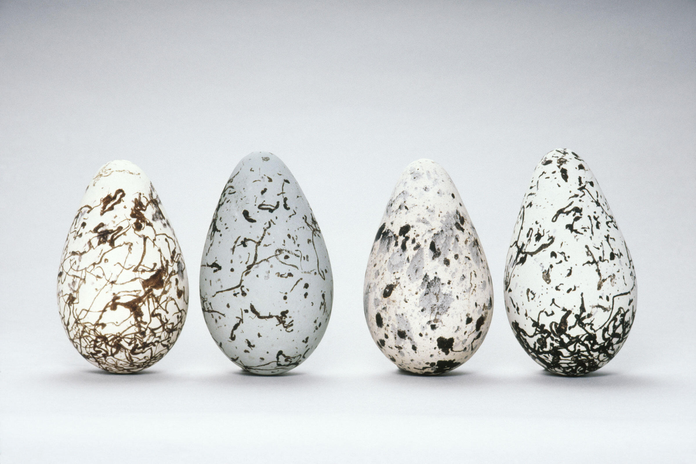 Why Are Murre Eggs So Pointy? New Research Debunks the Prevailing ...
