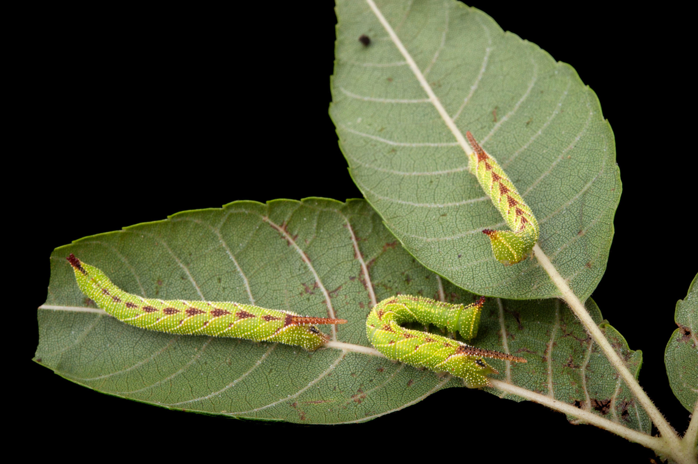 This Caterpillar Mimics Bird Alarm Calls to Scare Away Predators | Audubon