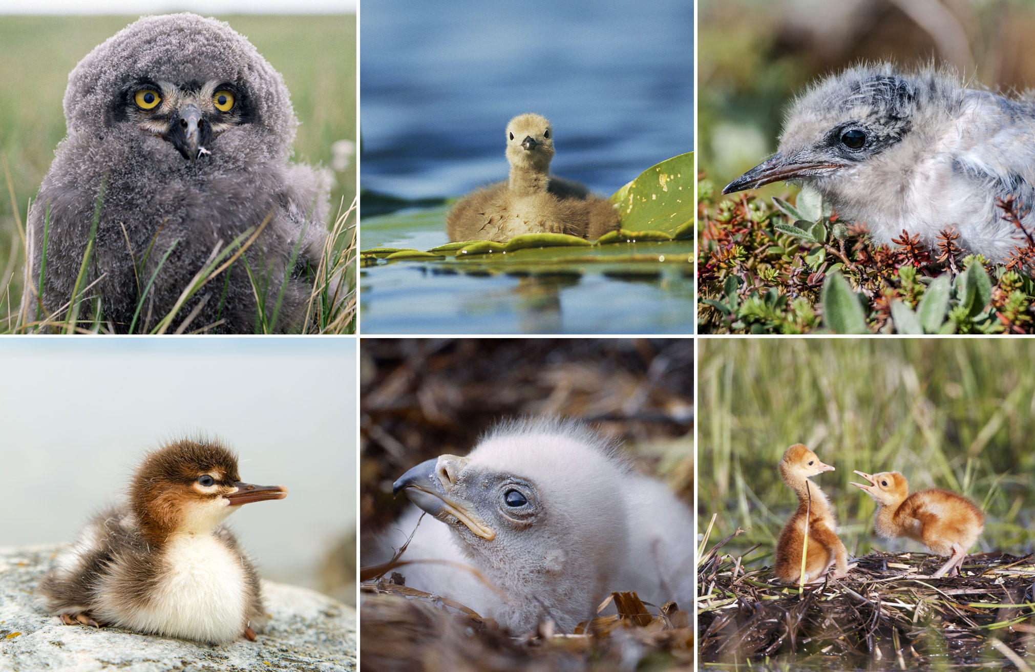 Let These Birds Grow Up | Audubon
