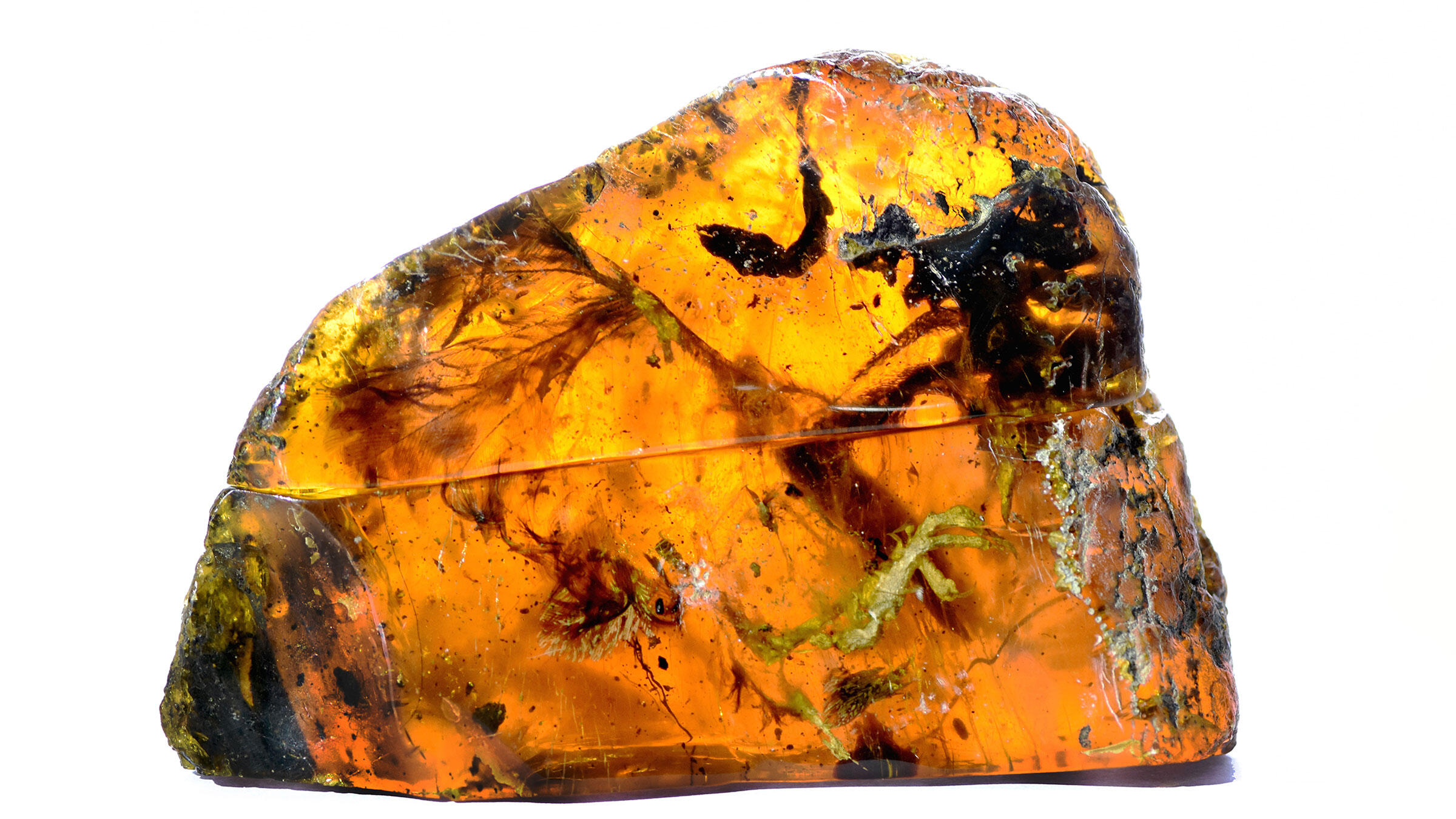 See an Ancient Baby Bird Beautifully Encased in Amber | Audubon