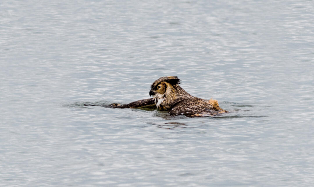 Can Owls Swim? | Audubon