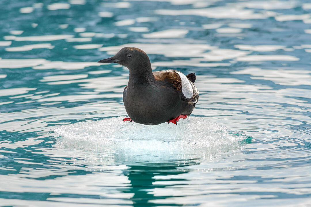 Disappearing Ice Means New Ways of Life for Arctic Birds — Melting ...