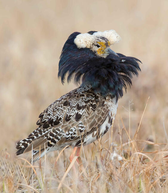 Photo of the Day: Ruff | Audubon