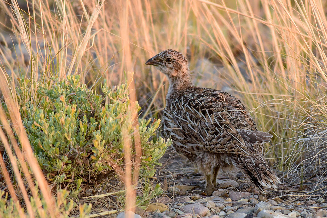 Pesticide Spraying in the West Targets a Food Source for Declining ...
