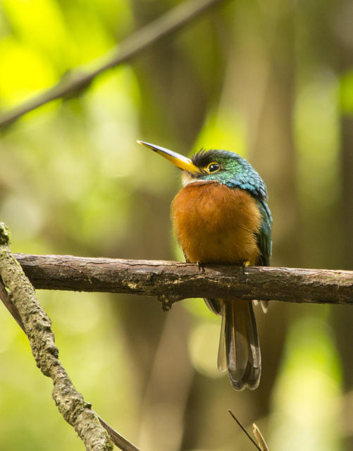 Birdlife Can Recover in Fragmented Amazon, But It Takes Decades | Audubon