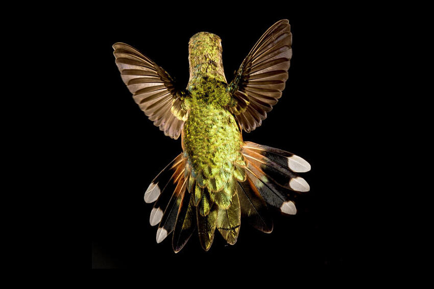 Photo of the Day: Broad-tailed Hummingbird | Audubon
