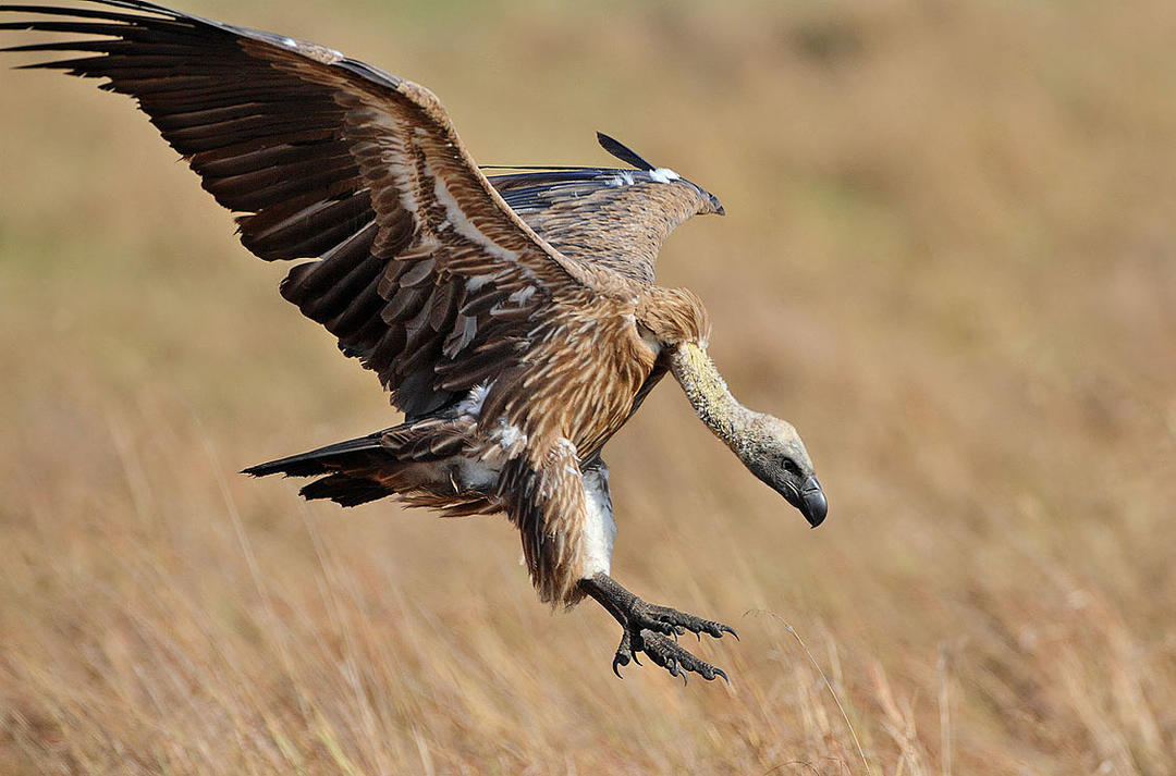 Advice to Hungry Vulture: Arrive Early and Bring Friends | Audubon
