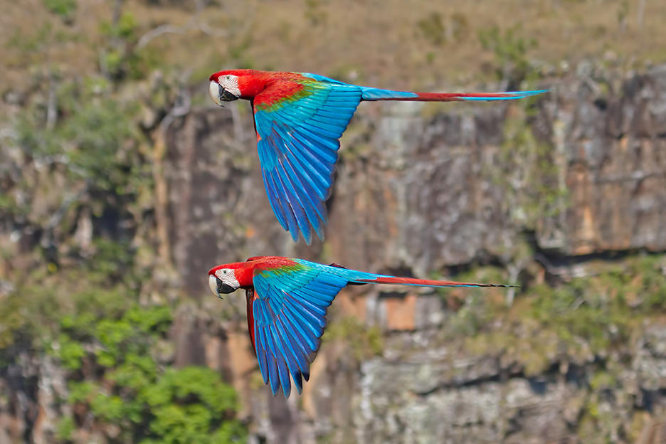 Photo of the Day: Red-and-Green Macaw | Audubon