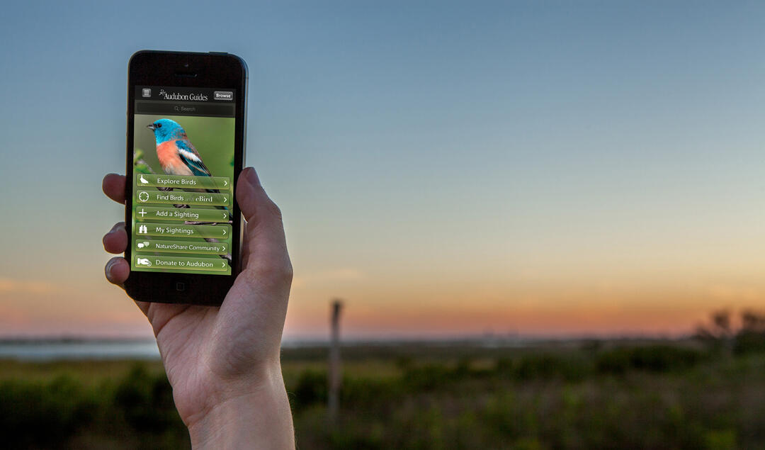 Audubon Launches First Ever Free and Complete Field Guide App for North ...