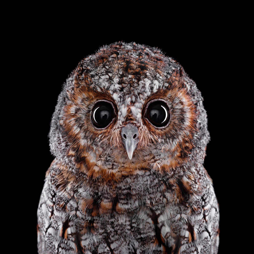Staring Contest | Audubon