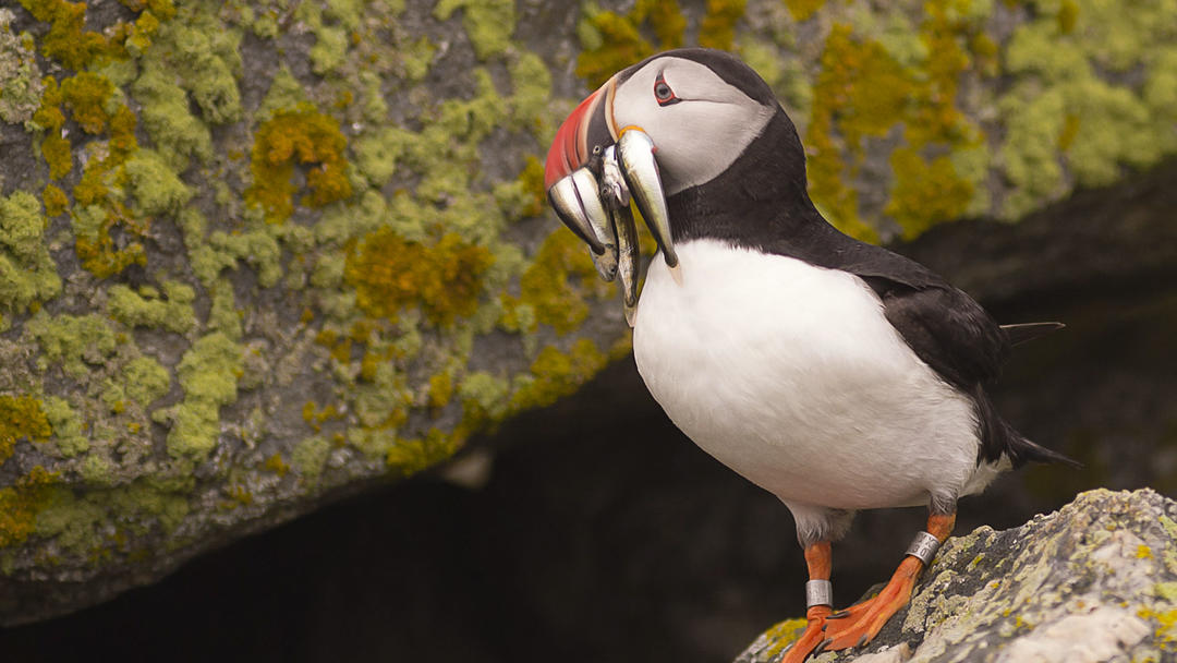 Why Some Puffin Colonies Thrived and One Barely Survived This Summer ...