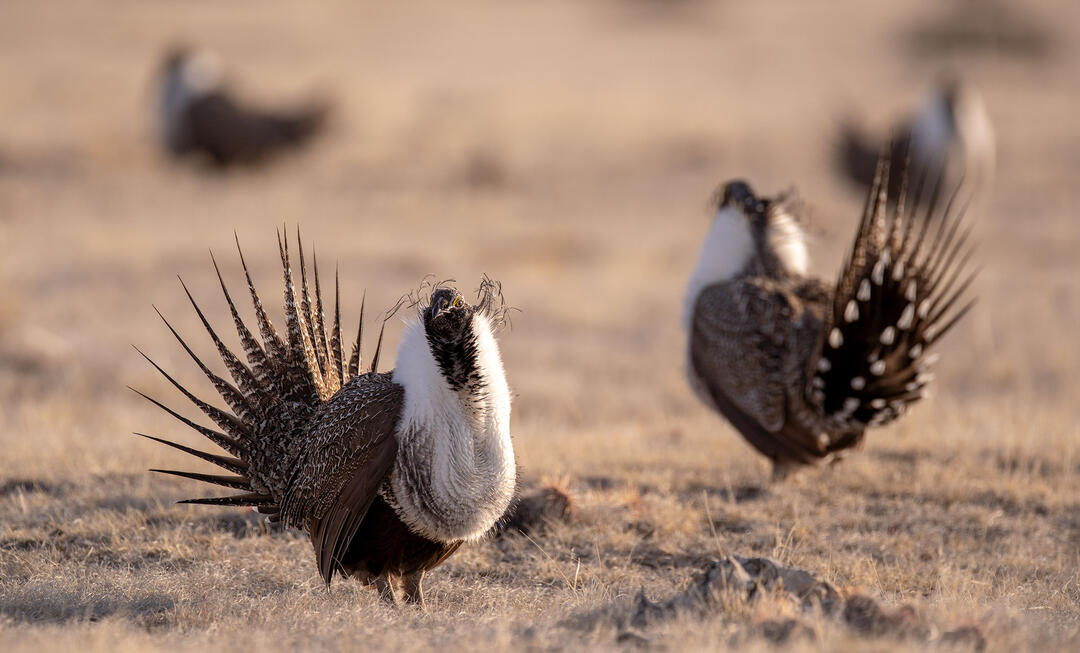 Sage-Grouse Experts Sound the Alarm Over Plunging Population | Audubon