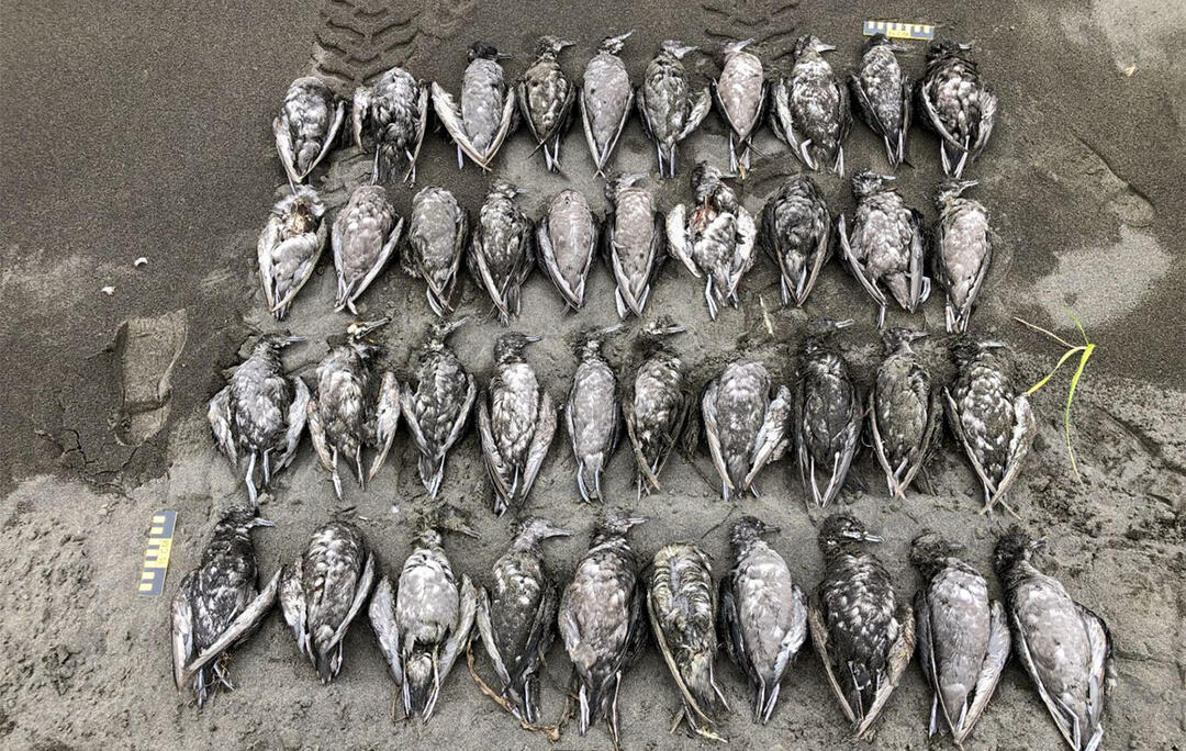 Thousands of Dead Seabirds Washed Up on Alaska's Shores Again This Year ...