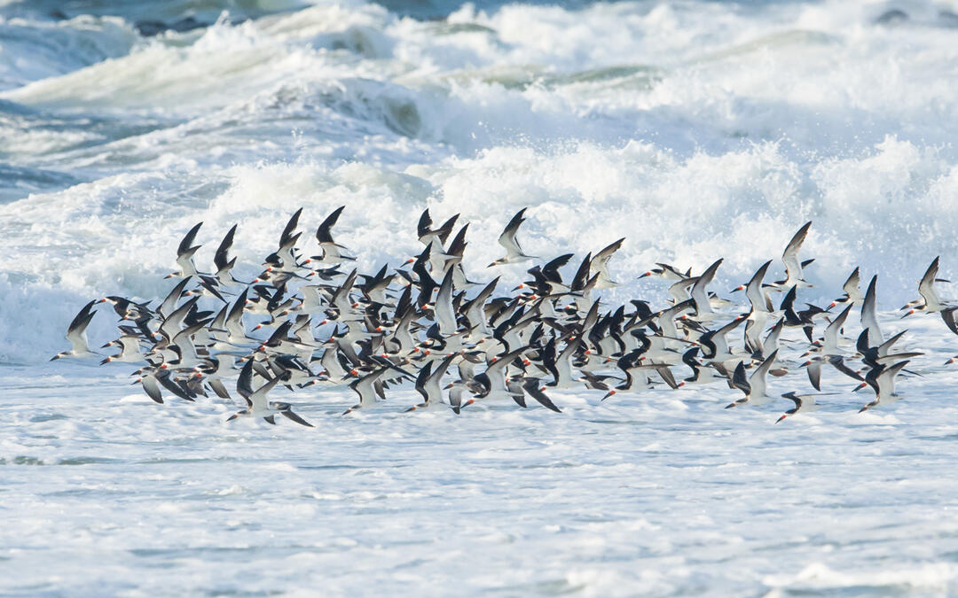 From Heavier Rainfall to Stronger Storms, Can Birds Ride Out the Storm ...