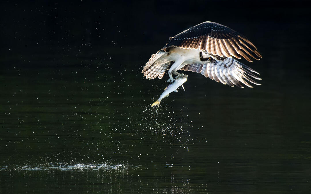 A Big Day for the Little Fish that Seabirds Rely On | Audubon