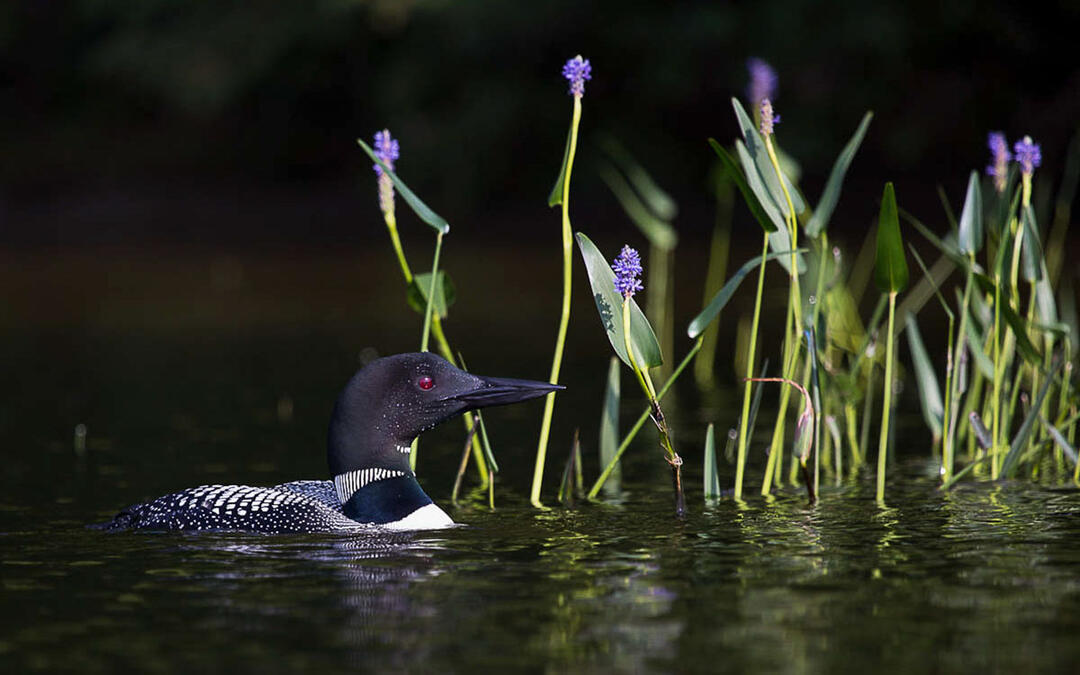 False Springs: How Earlier Spring With Climate Change Wreaks Havoc on ...