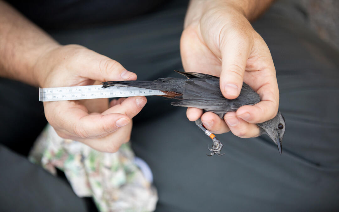 Finding Wisdom in A Century’s Worth of Bird Banding Records | Audubon
