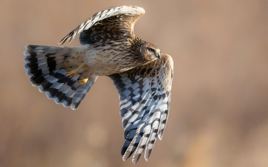 Administration Continues to Defend its Illegal Bird-Killing Policy ...