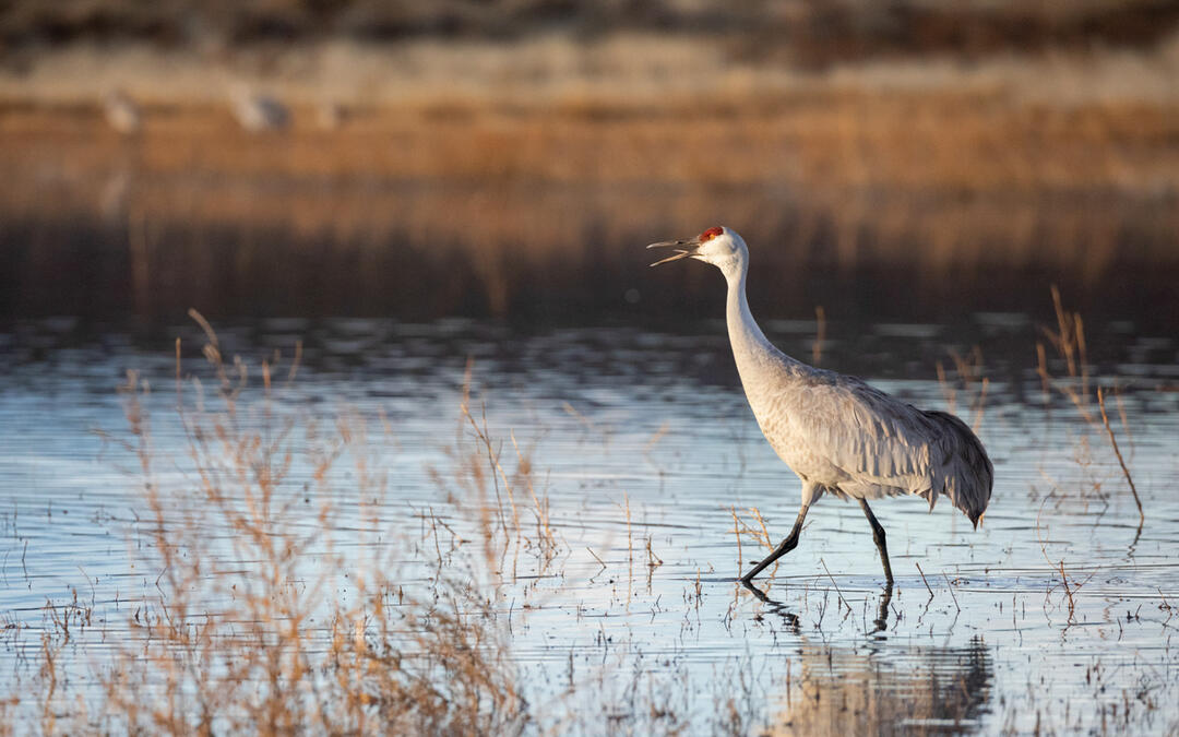 The Age of Aridification on the Mighty Colorado River | Audubon