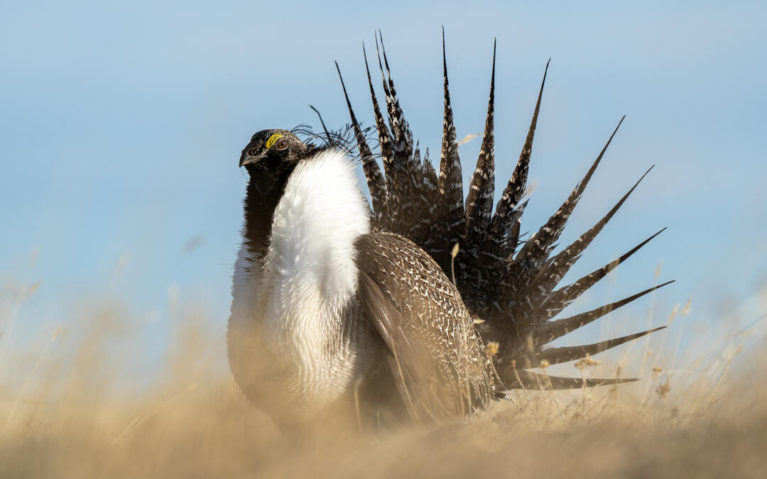 Top 2021 Policy Wins for Birds | Audubon