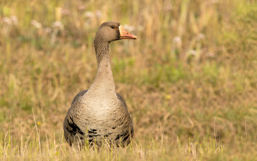 A Virtual Wild Goose Chase Like No Other | Audubon