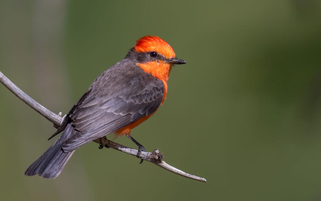 A Bird (and People) Budget for Arizona’s Legislature | Audubon
