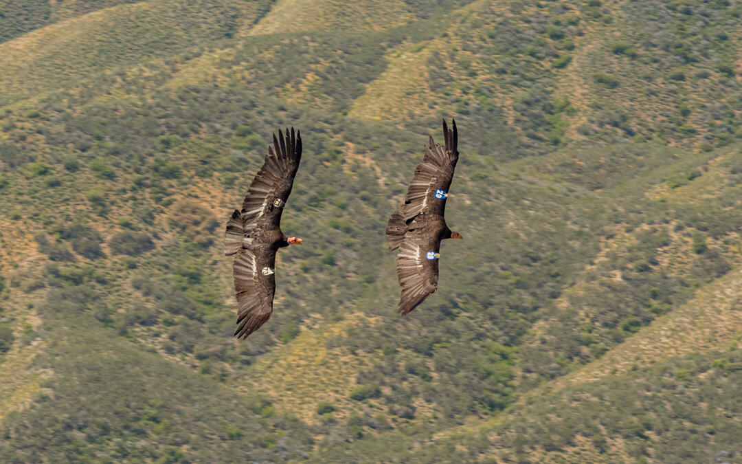 Government Proposes First Take Permit for Condor Deaths at a Wind Farm ...